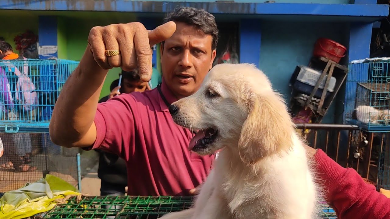 Galiff Street Pet Market Kolkata | dog market in kolkata | Dog Price ...