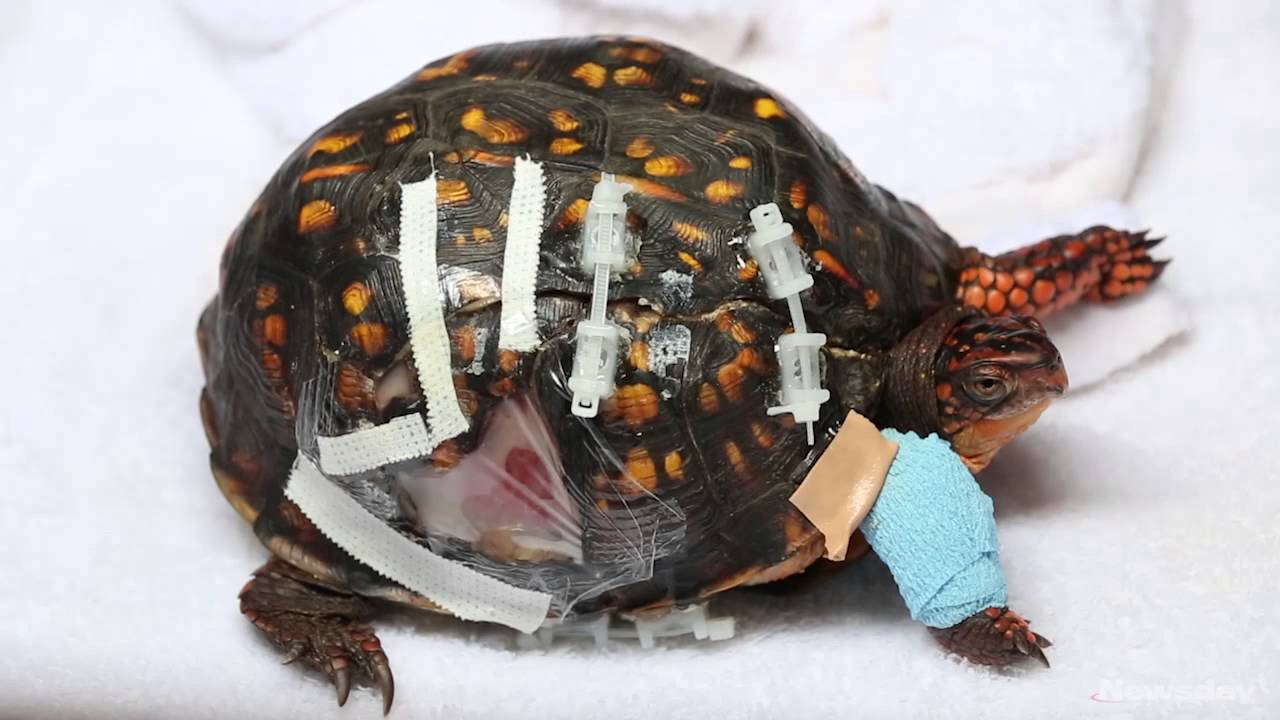 Karen Testa is the self-appointed 'voice of the turtles' - YouTube