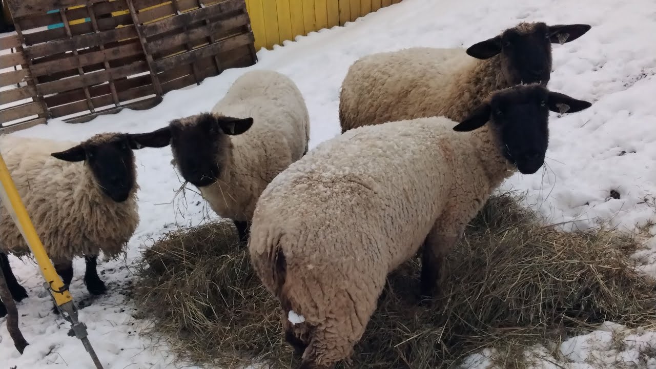 polar vortex ..How to raise sheep chickens animals in the fridge cold ...