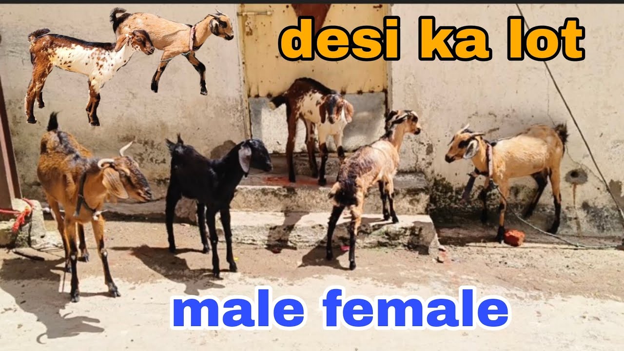 Dasi ka lot male female available in Hyderabad vadapalli - YouTube