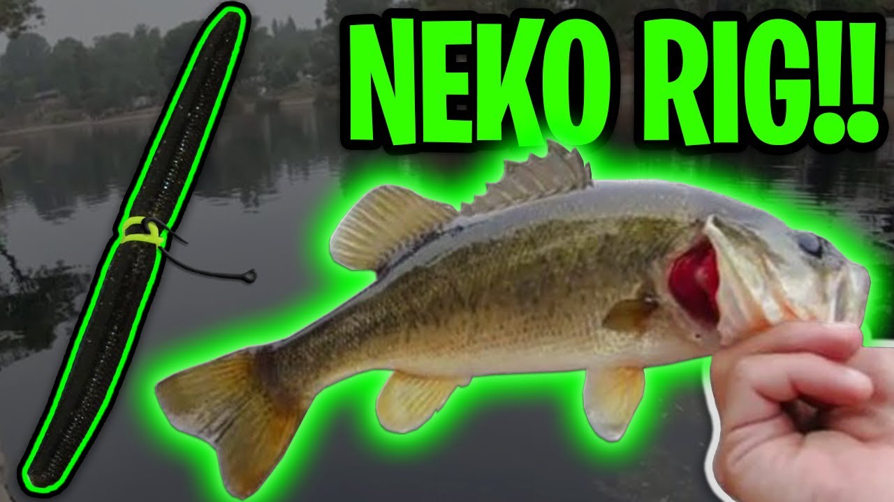 Neko Rig Winter Bass Fishing! | Late January 2021 - YouTube