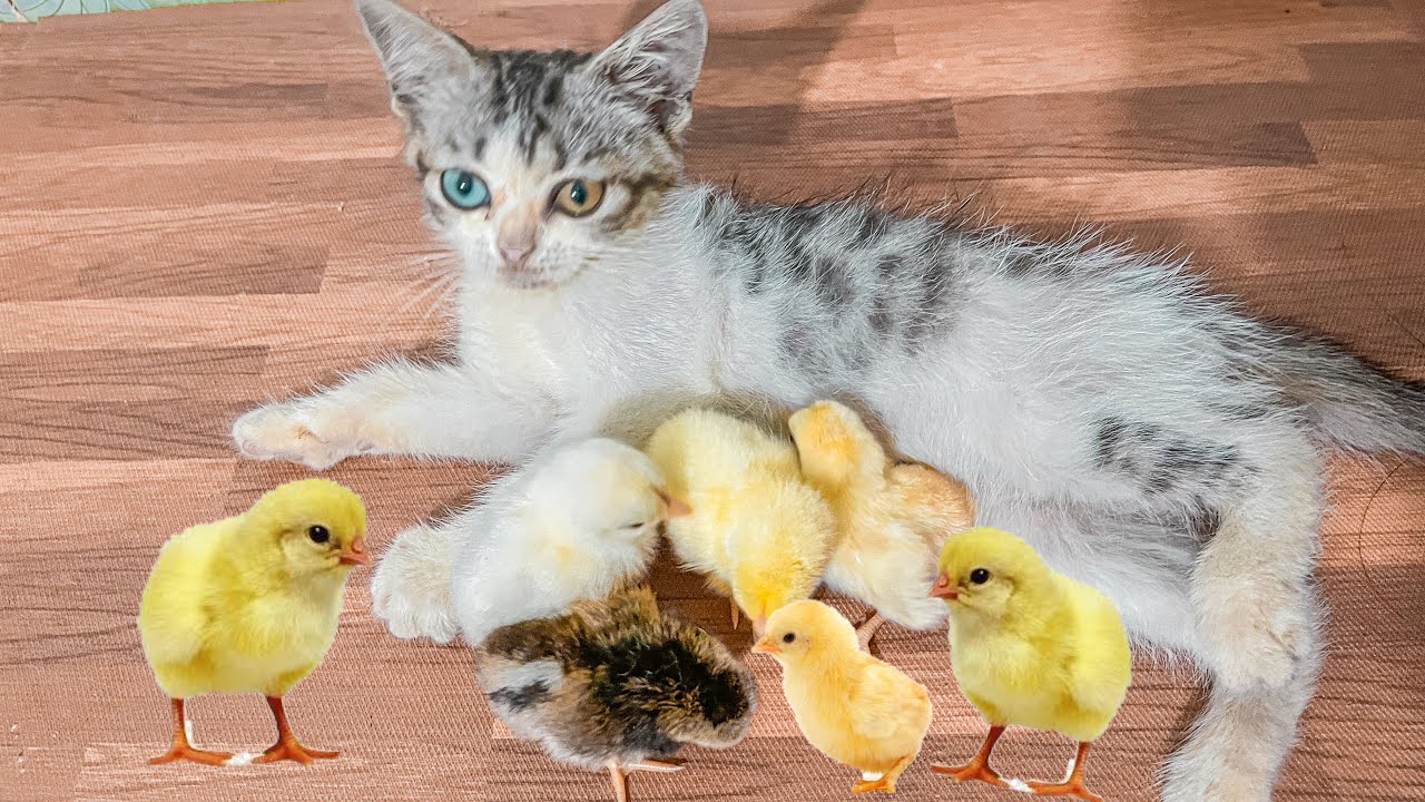 kittens and chicks play together and the kittens practice being mothers ...