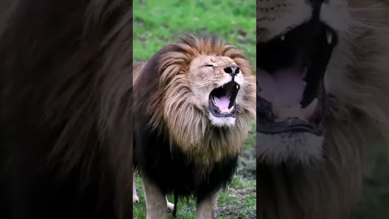 Amazing Loud Lion Roaring #shorts - YouTube