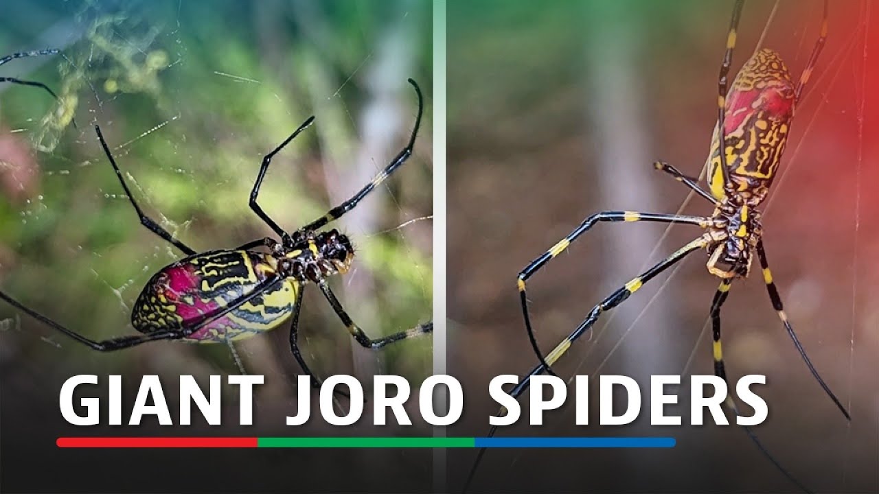 Giant Joro spiders not to be feared as they spread in US, experts say ...