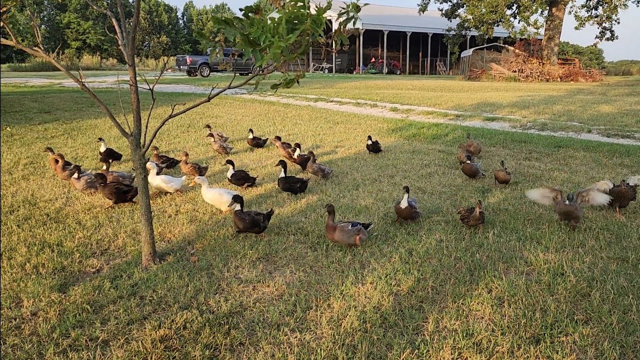 Adventures in Duck Free-Ranging: Hilarious Wind Freakout & Airborne ...