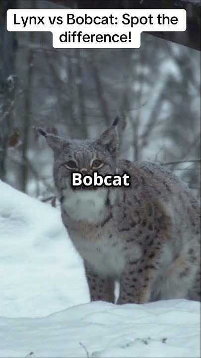 Lynx vs Bobcat: Spot the difference between! - YouTube