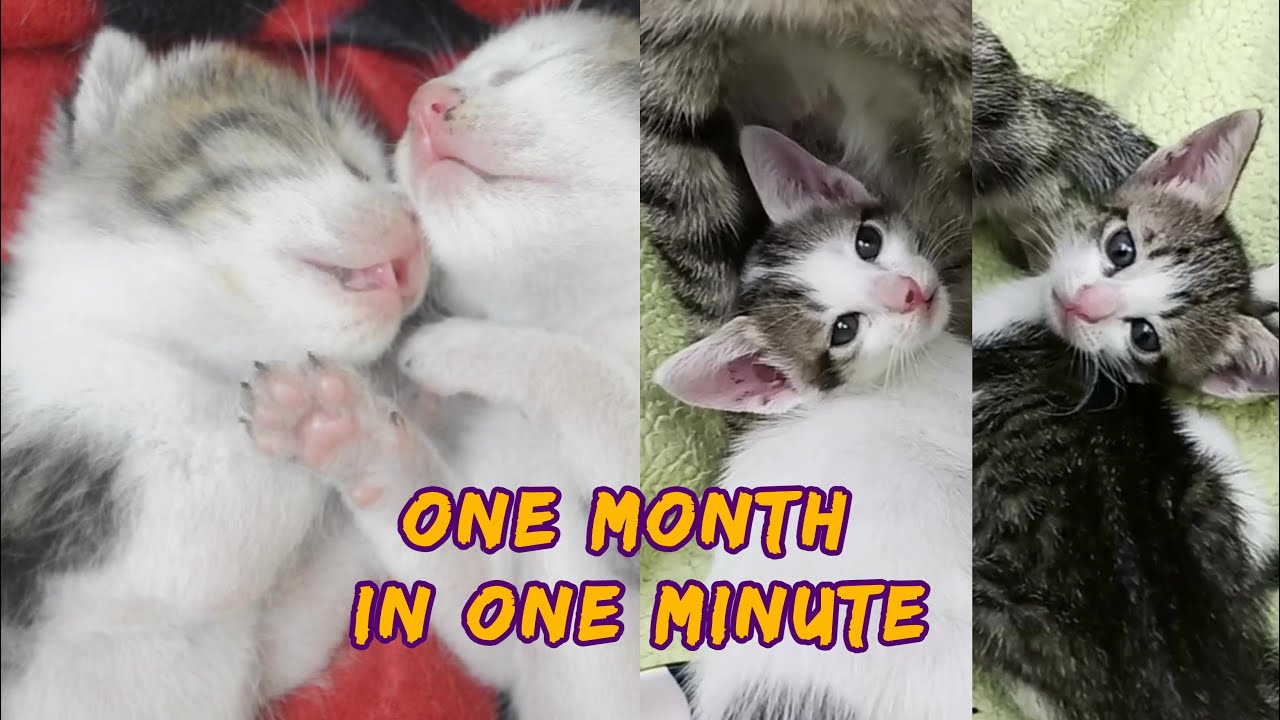 One Month in One Minute of Little Cute Kittens 😻 😻 │ Time Lapse - YouTube