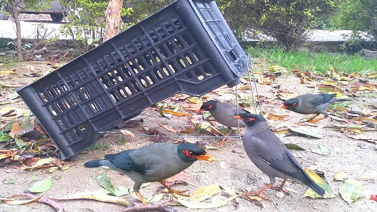 Bird Trap Easy Box How To Catch A Bird Using PVC Box Bird Trap YouTube Bird Trap Easy Box How To Catch A Bird Using PVC Box Bird Trap YouTube