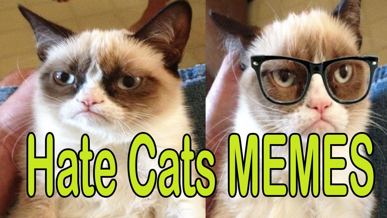 Funny Grumpy Cat Memes-Hilarious cats Memes Ever 2017 - YouTube