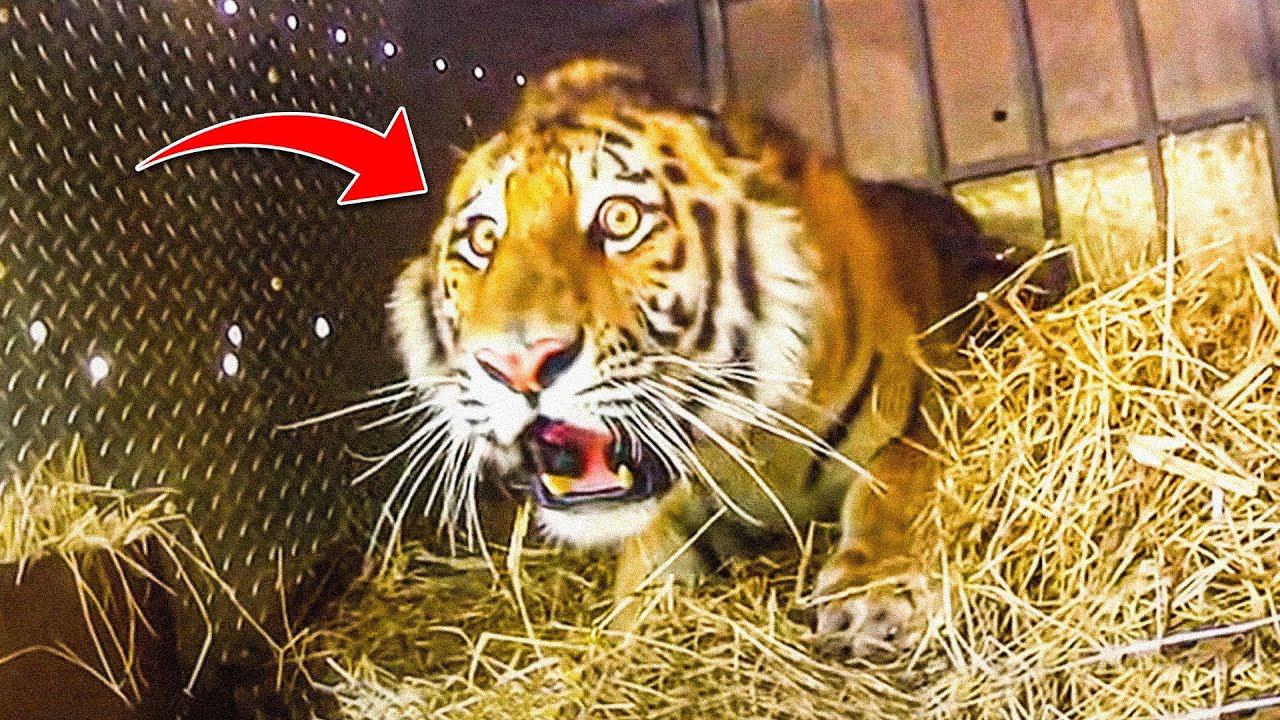 Animals Being FREED For The First Time! - YouTube