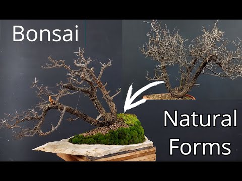 Natural bonsai trees - YouTube