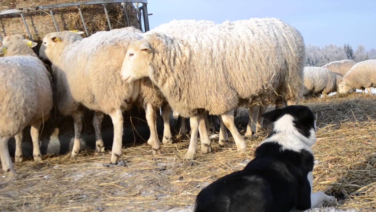 Sheep dog watching sheep while eating - YouTube