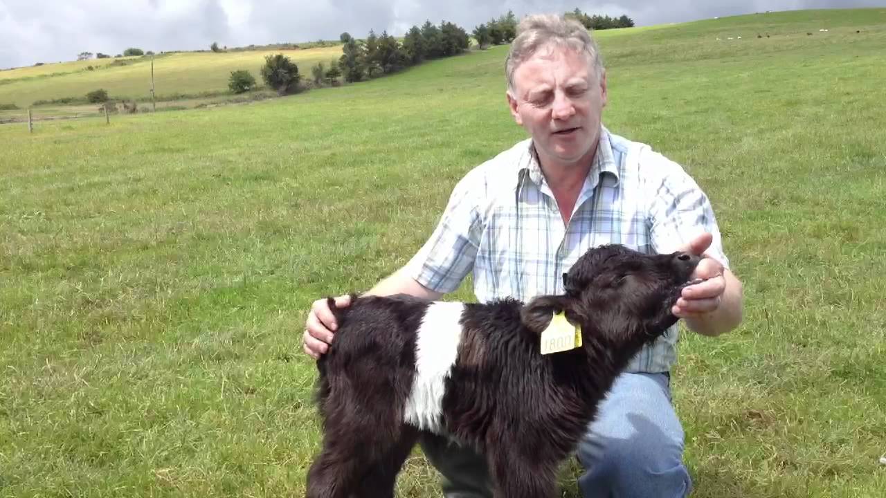 Jack the calf, smallest in the World - YouTube
