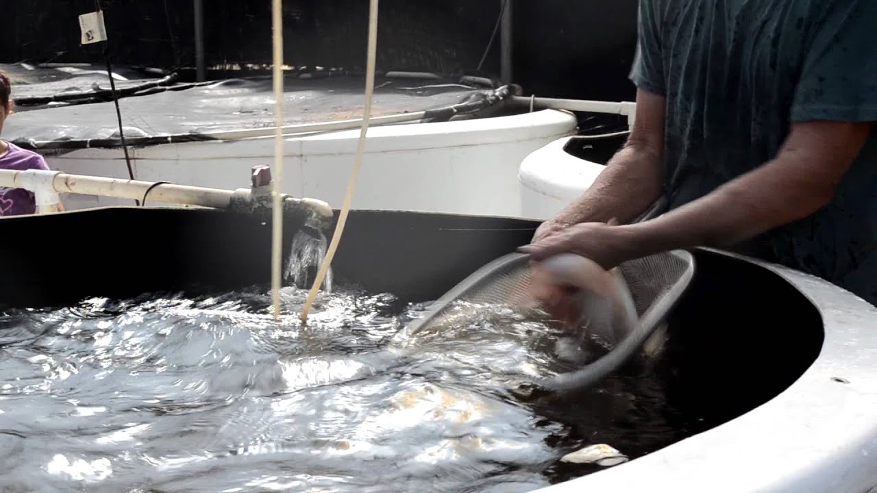 mystic shark - YouTube