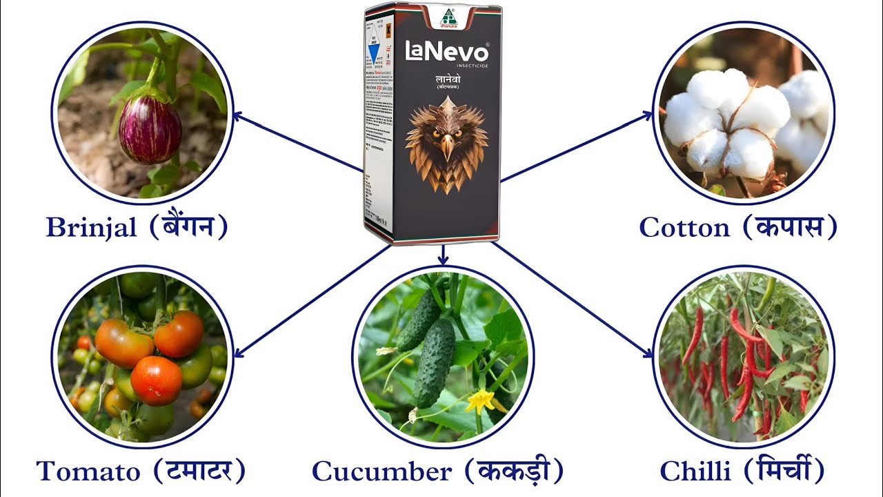 Dhanuka LaNevo insecticide।new product launch 2024। सारे कीटों का सफाया ...