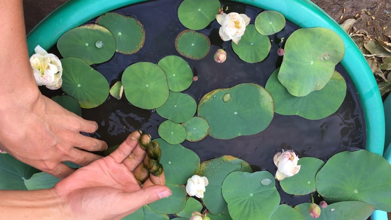 Take care of mini lotus in plastic pots, Pick up moss for mini lotus ...
