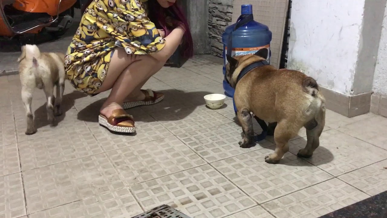 Bull Pháp ăn hiếp Pug - YouTube