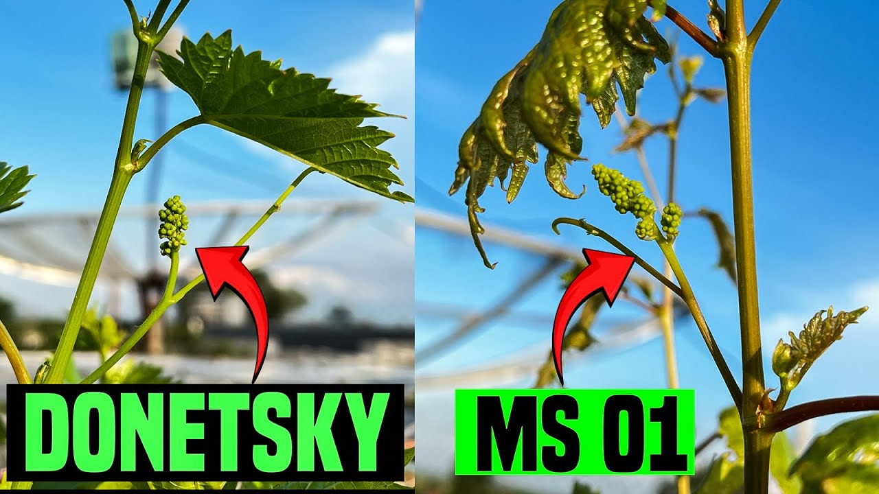 13 HARI SETELAH PEMANGKASAN ANGGUR DONETSKY DAN ANGGUR MS 01‼️🍇🔥 - YouTube