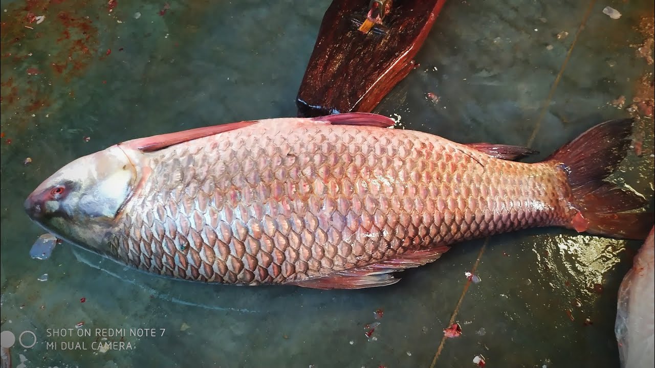 big ruy fish cutting in fish market 💕 - YouTube