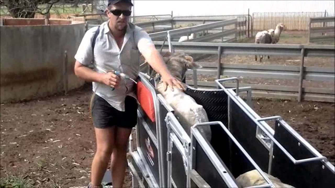 Combi Clamp Sheep Handler - YouTube