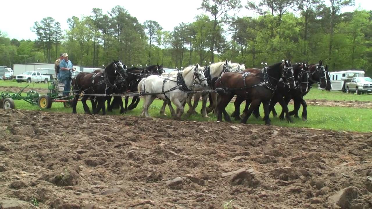 North Carolina Work Horse and Mule Association - YouTube