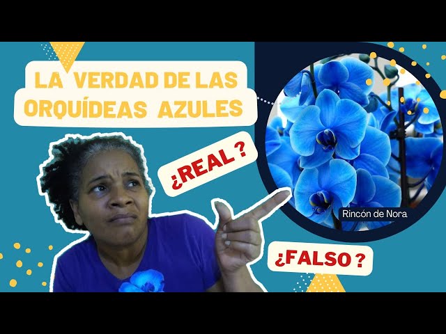 Orquideas Azules Reales