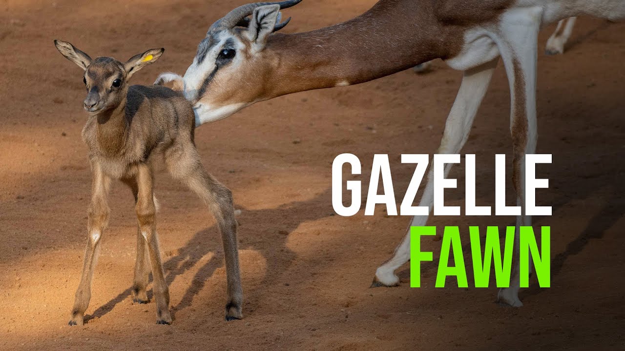Red Gazelle Extinct