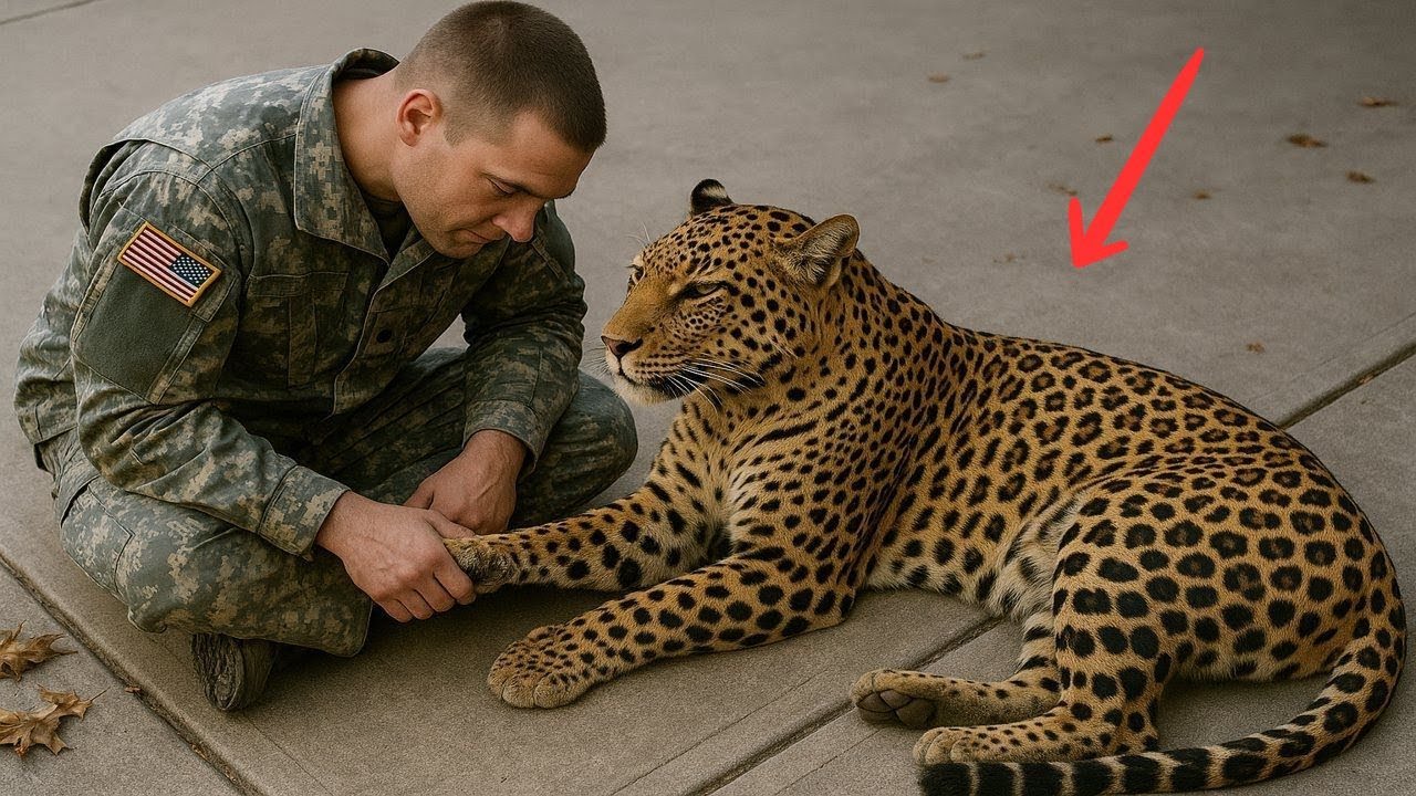 Wounded Soldier Returns to the Wild — His Leopard’s Reaction After 2 ...