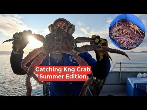 First time Catching King Crab in Summer.