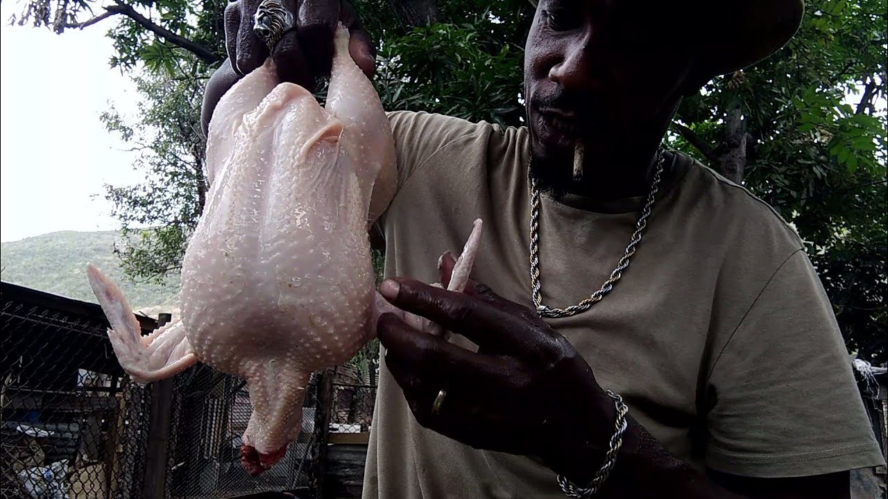 How Chicken Process On The Best Blessed Livestock Farm - YouTube