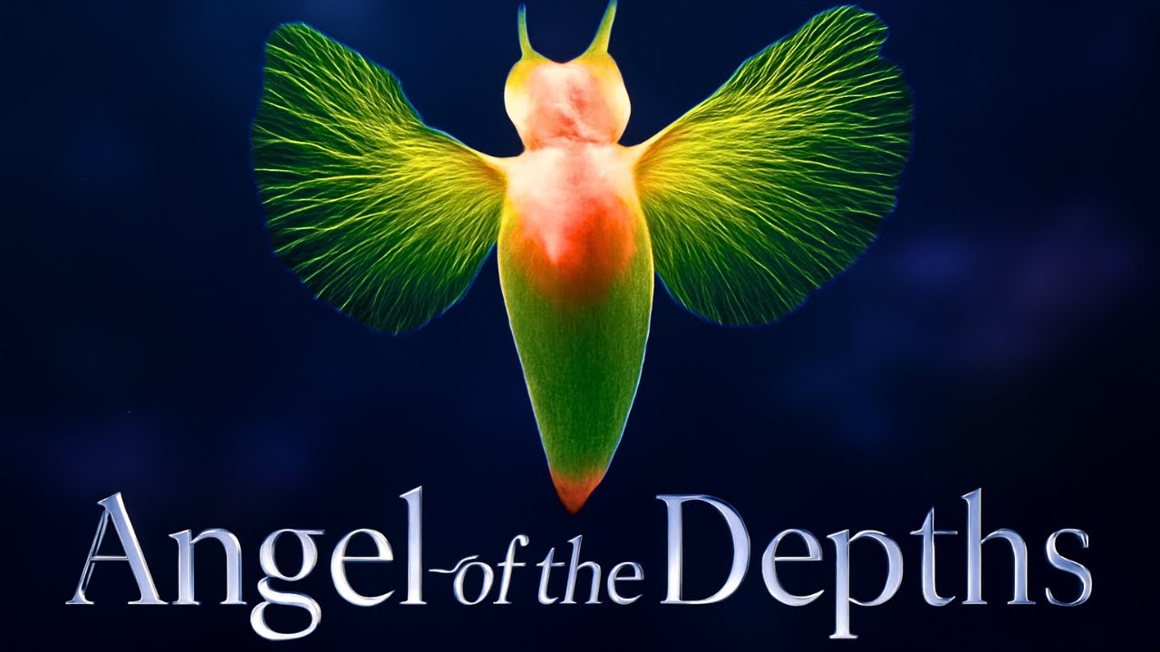 Sea angels are mesmerizing - YouTube