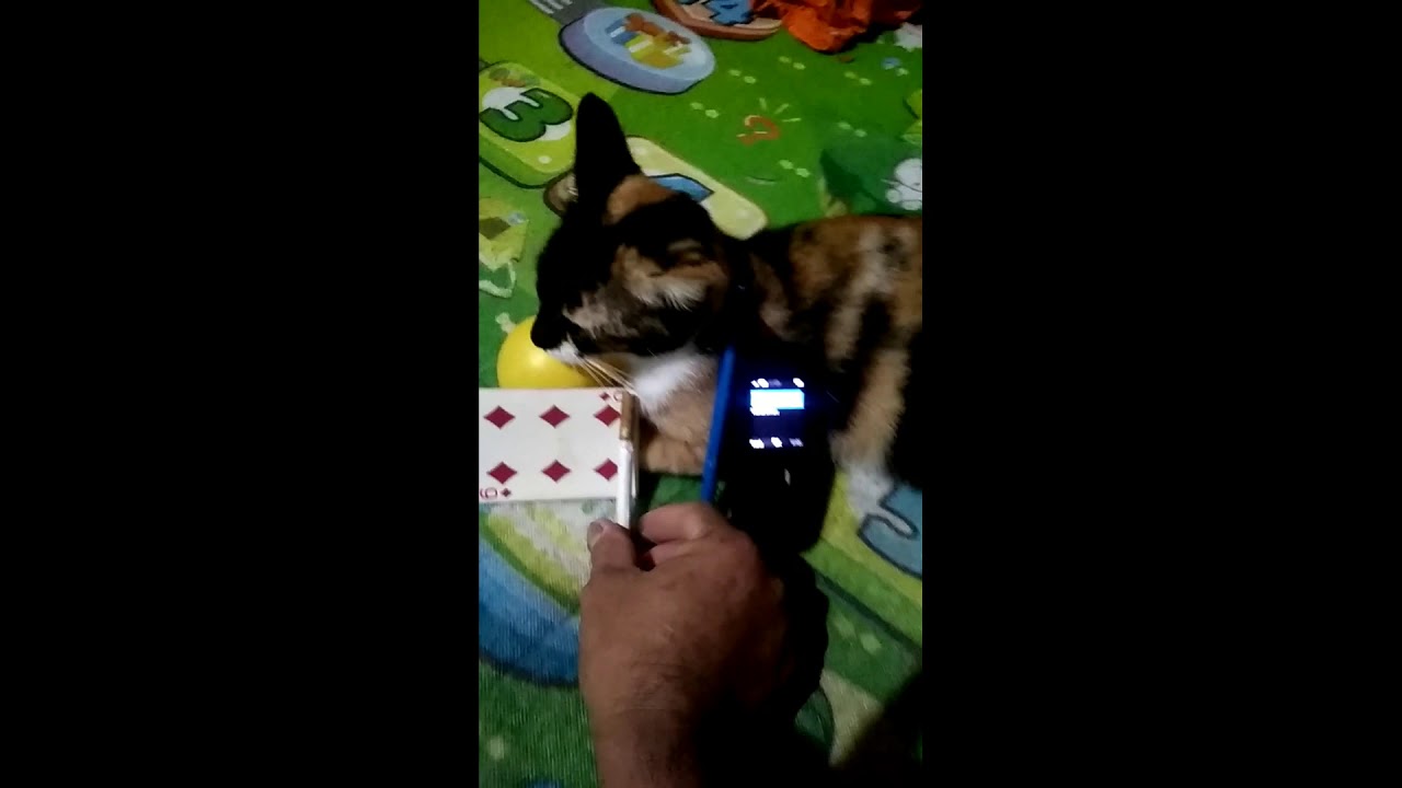 Kucing 🐈 main hp - YouTube