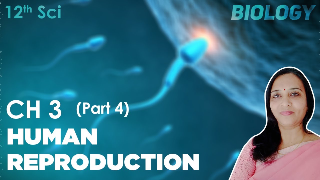 Biology Std 12th NCERT Chapter 3 | HUMAN REPRODUCTION | Part 4 - YouTube
