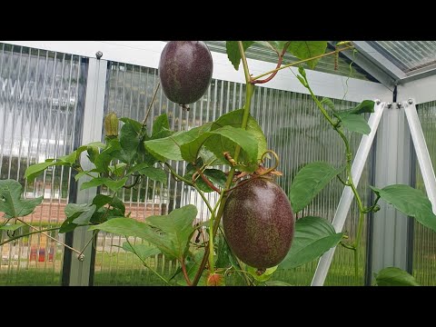 Maracuja Früchte selber anbauen. Wie man eine Passionspflanzen pflegt und Blüten befruchtet.