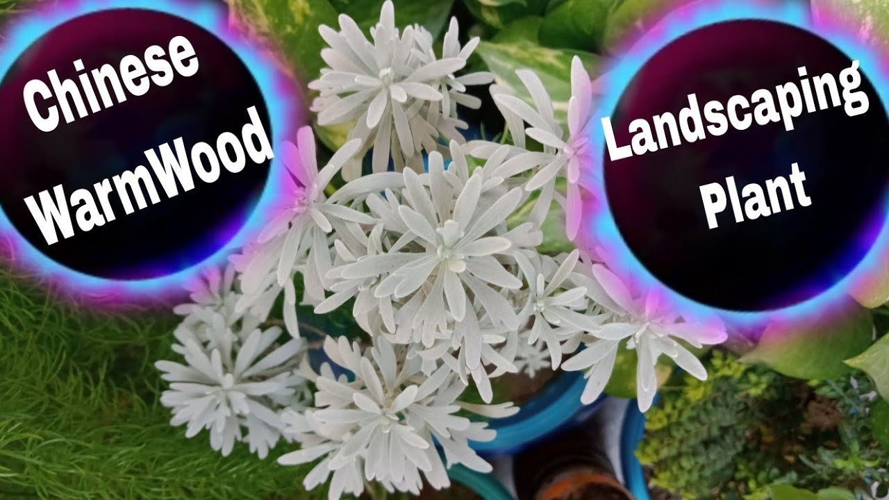 How To Care Of Chinese Warmwood Plant ☘️? | Crossostephium Chinese ...