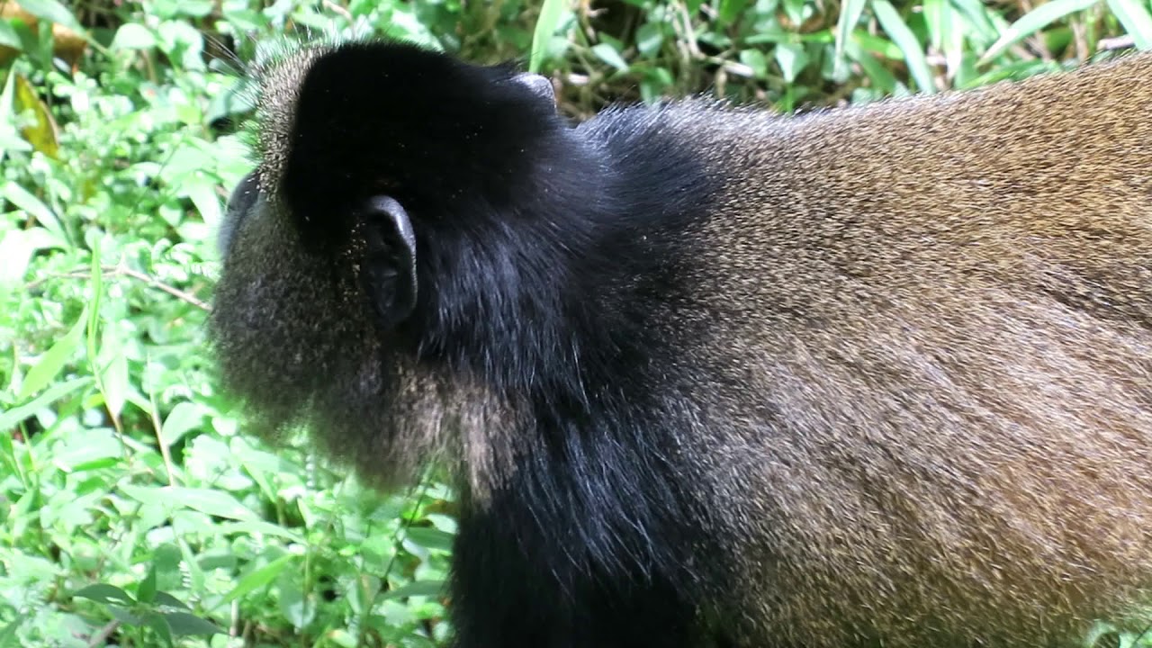 Golden monkeys at Mgahinga Gorilla National Park, Uganda - YouTube