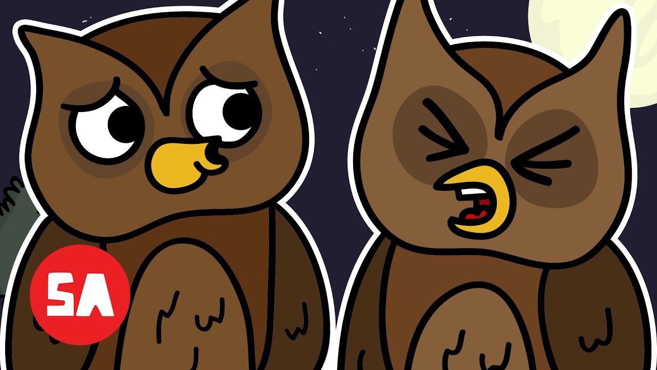 IRISH Owl Refuses to Celebrate Halloween — You’ll Understand Why ...
