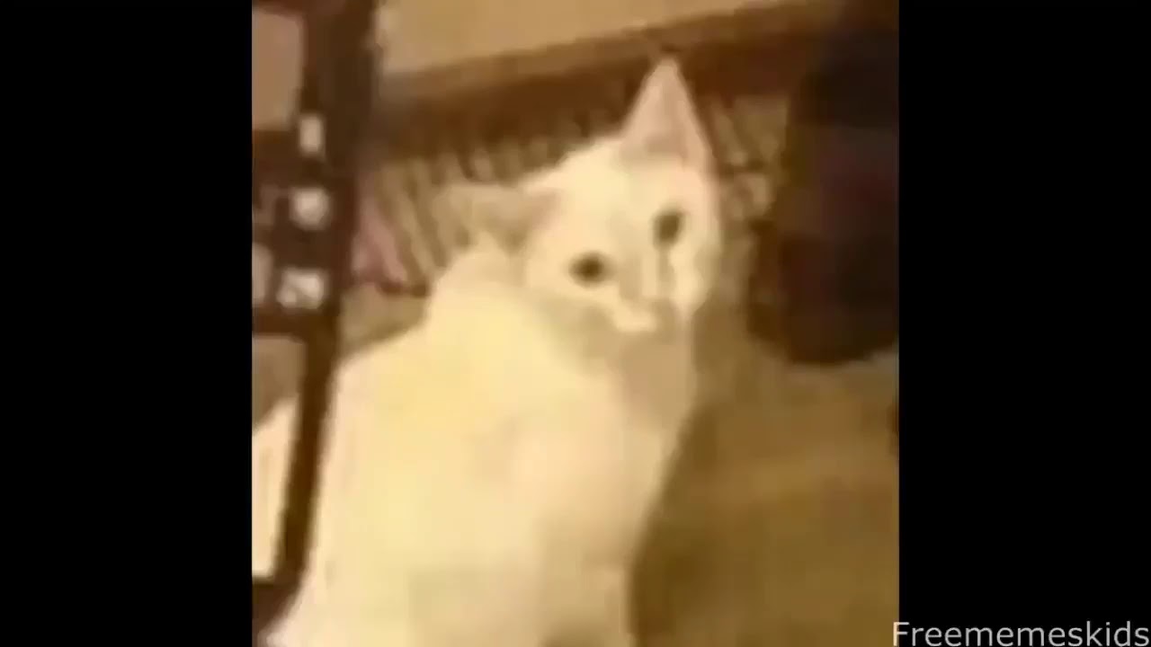 Cat rocket launcher meme - YouTube