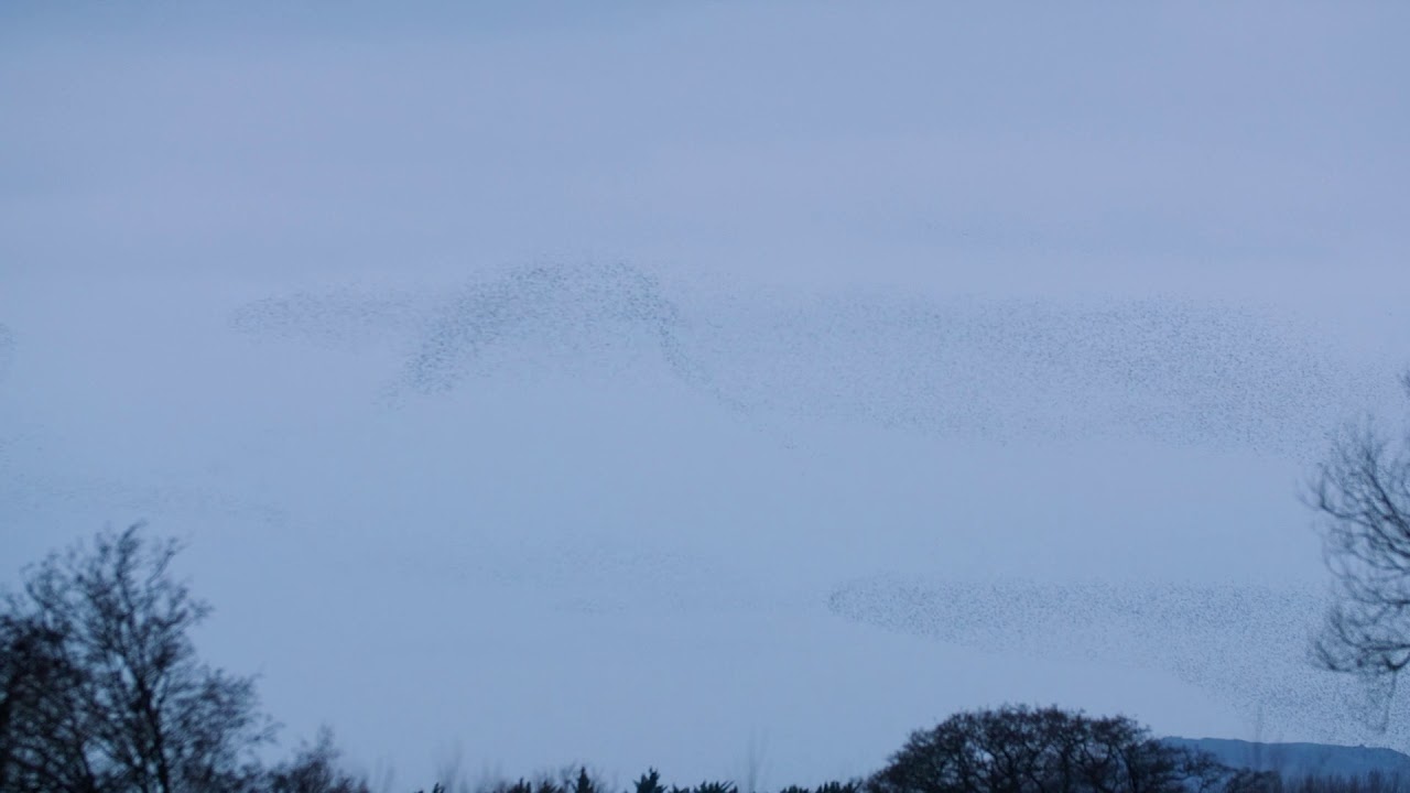 Starling murmuration 5th Jan 2020 over Ham Wall, Somerset. - YouTube