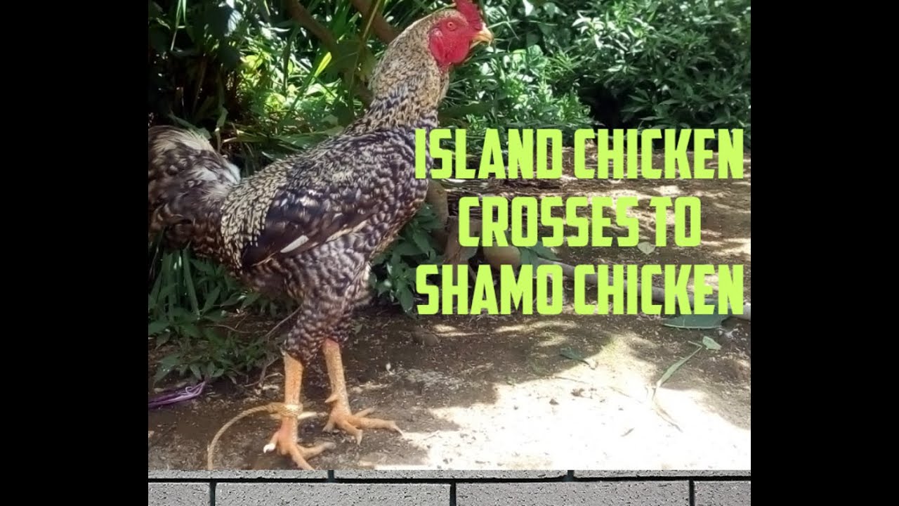 island chicken crosses to shamo chicken - YouTube