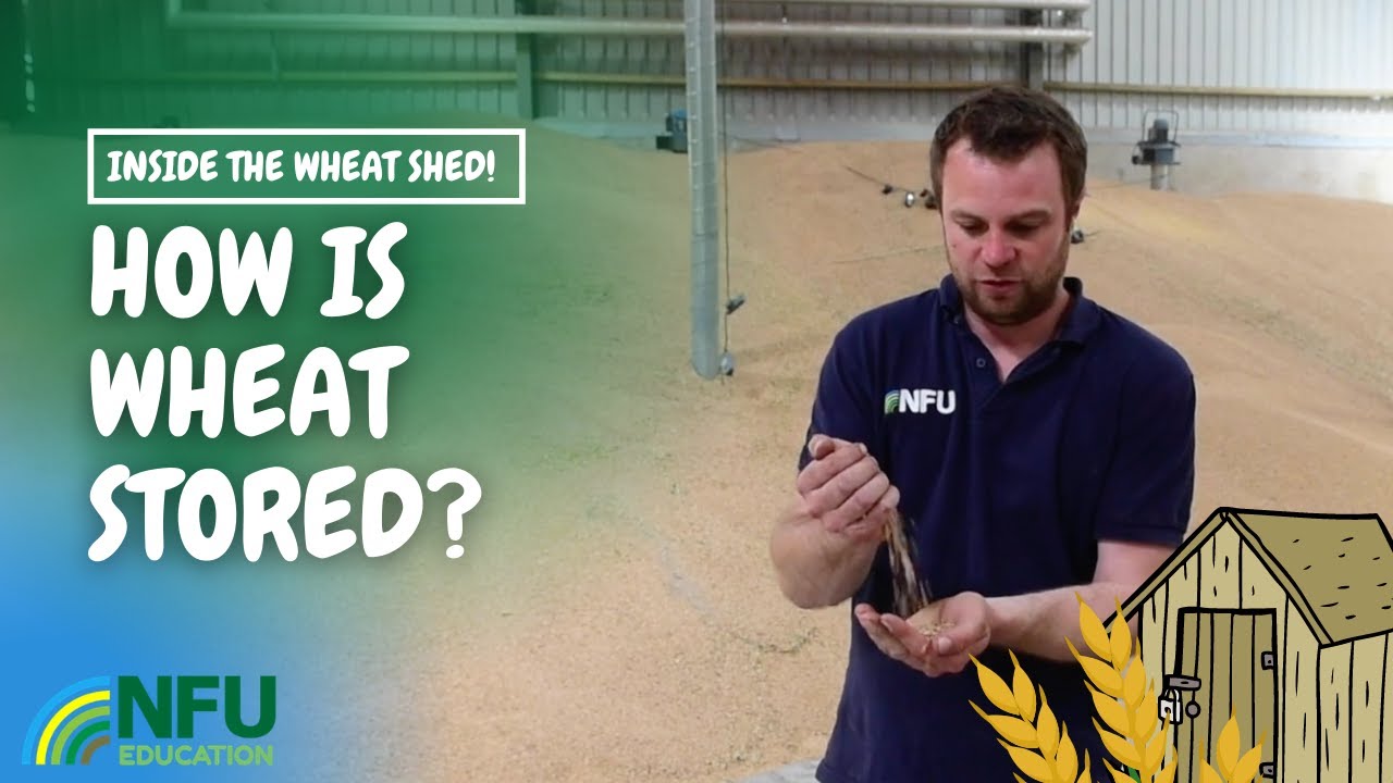 How is wheat stored? - YouTube
