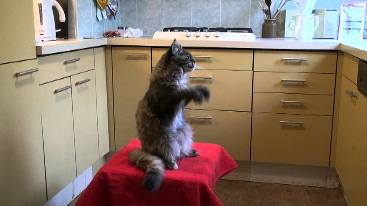 funny cat sit up - YouTube