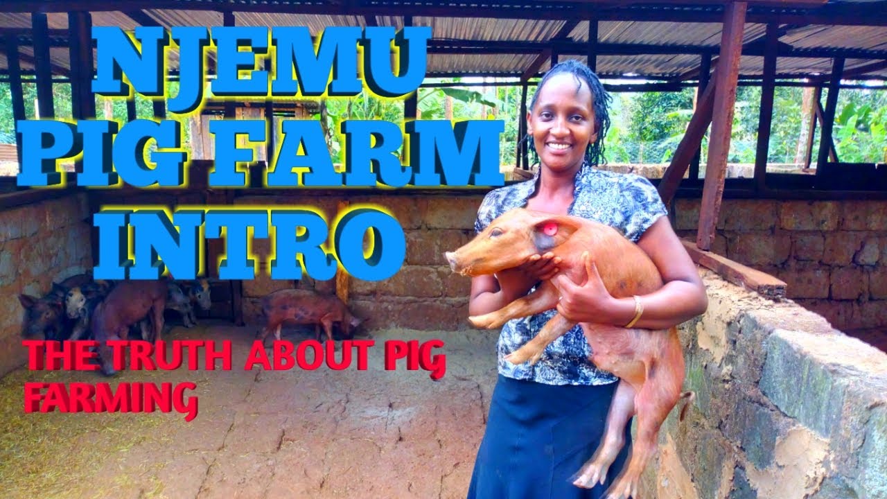 NJEMU PIG FARM INTRO || HOW TO START AND MANAGE YOUR PIG FARM ...
