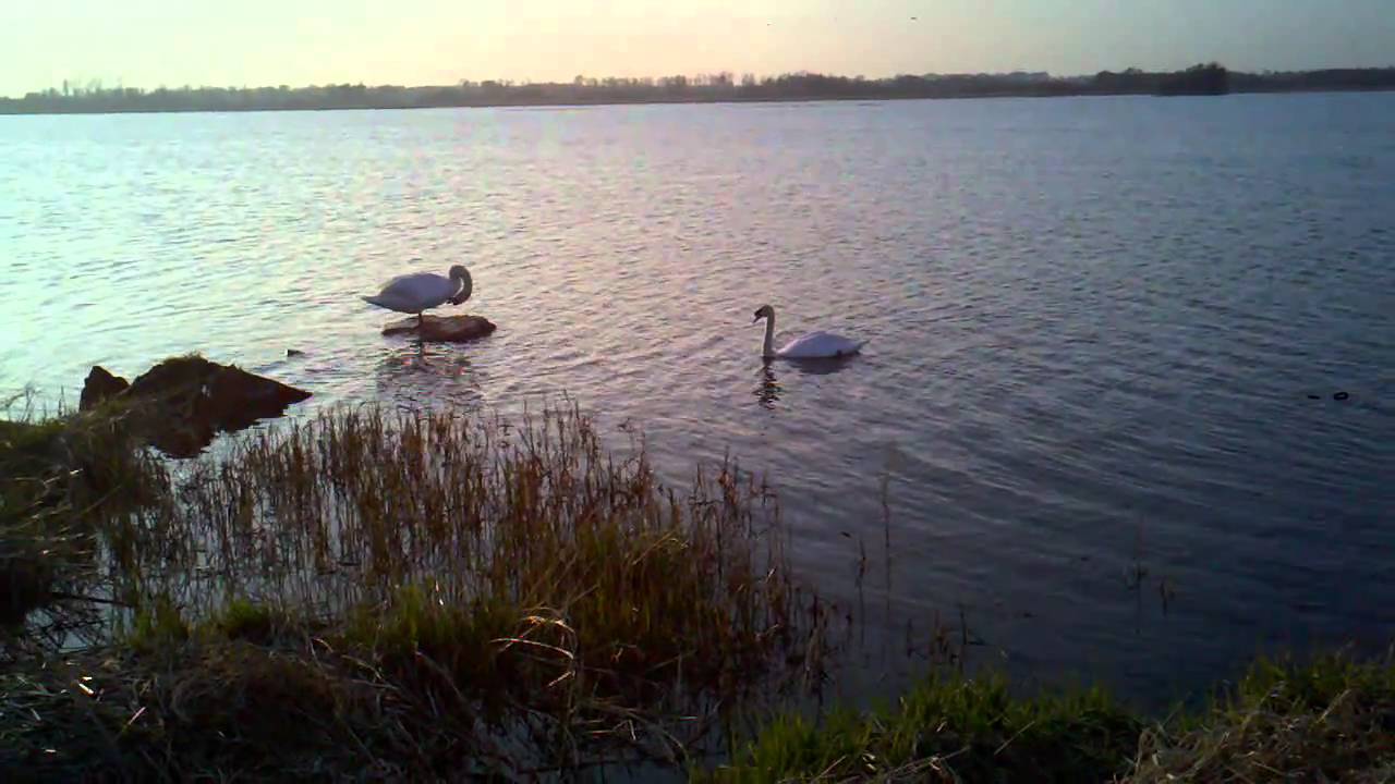 Swans at Lough Ennell. - YouTube