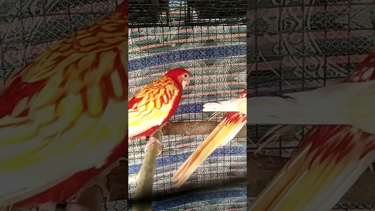 Rubino Rosella Pair - YouTube