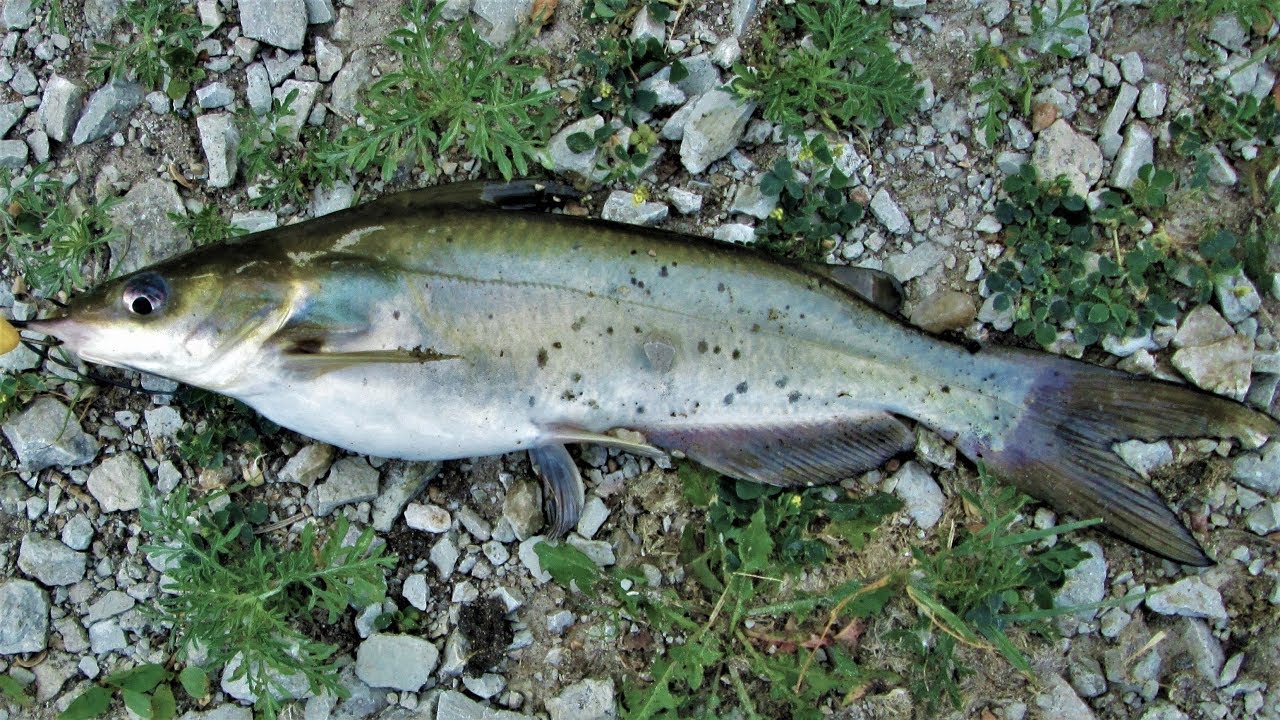 A Good Day For Little Catfish - YouTube