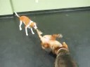 Beagle pulling dogs tail - YouTube