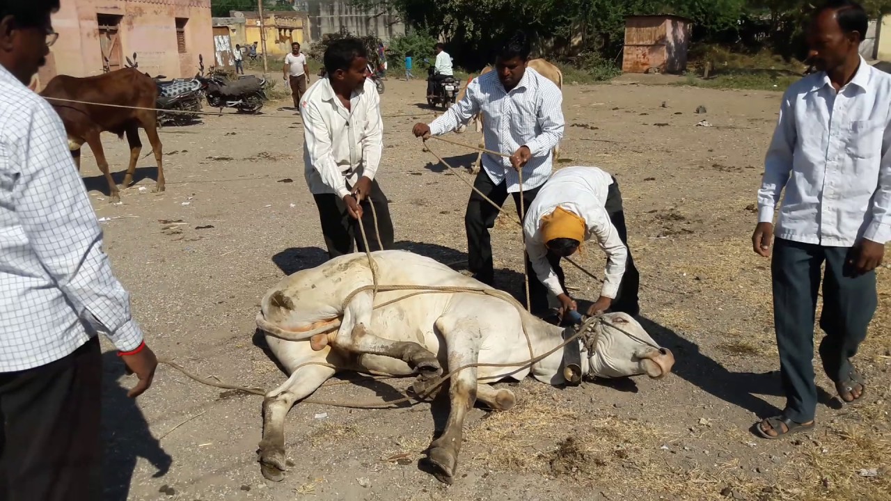 Bull castration khampimpri - YouTube