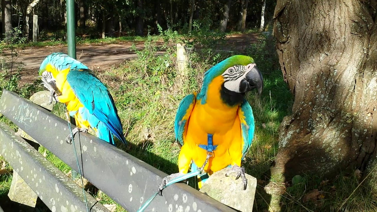 Crazy parrot and the other knows "it" - YouTube
