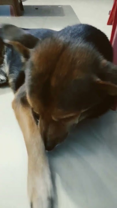 cute lazy dog and cats of mine. part 39.09 - YouTube